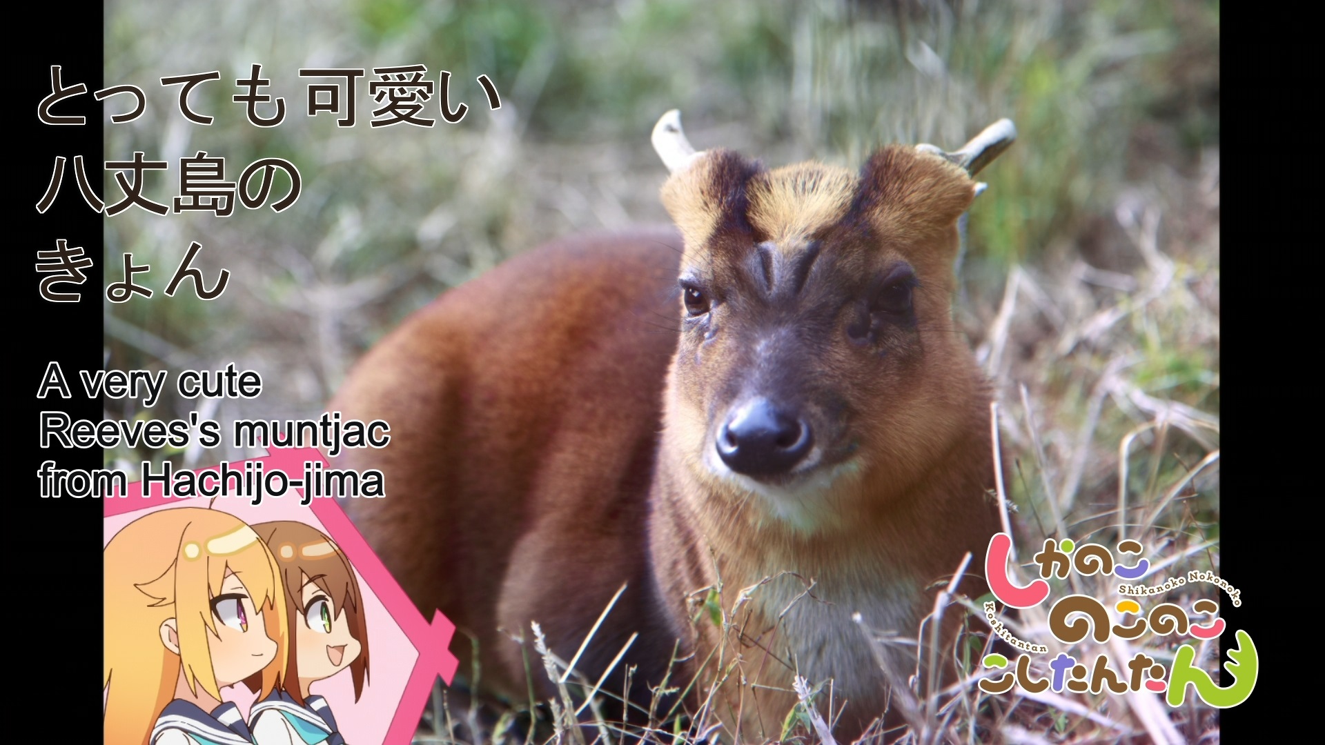 Episode 10 - My Deer Friend Nokotan - Anime News Network