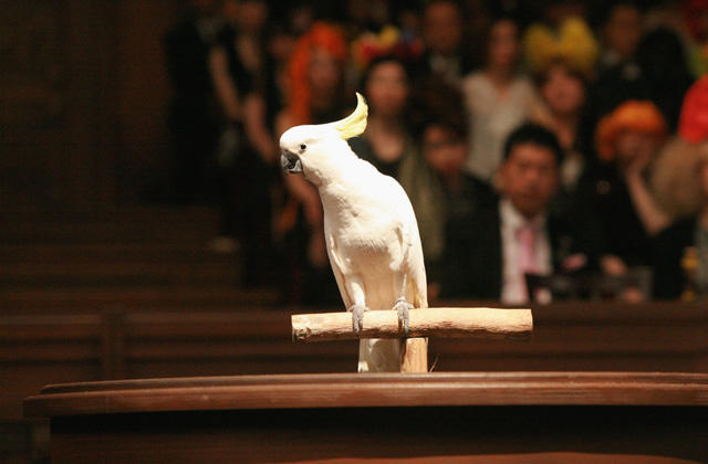 Phoenix Wright: Ace Attorney Film's Character Photos Posted - Interest ...