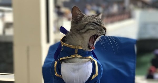 Cute Cat Tries Out Fate/Stay Night Saber Cosplay - Interest - Anime ...