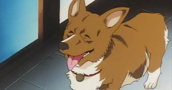 Live-Action Cowboy Bebop Producer Confirms Ein as a Welsh Corgi ...