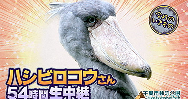 Kemono Friends x Chiba Zoo Collaboration Features 54-Hour Shoebill ...