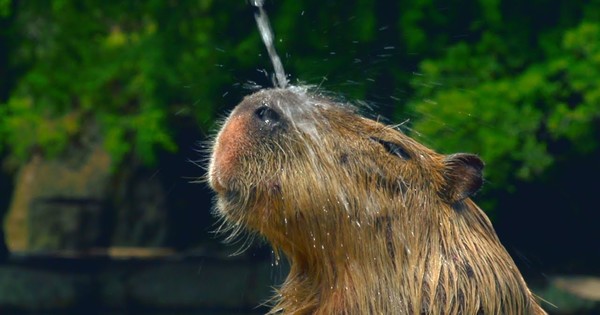 Prolific Voice Actor Akio Ohtsuka Becomes Capybara in Shower ...