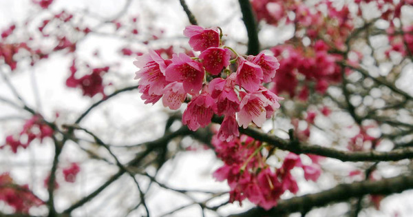 Experience Hanami In A City Near You - Interest - Anime News Network