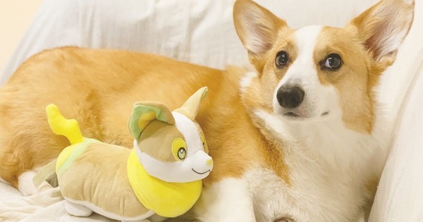 Real-Life Corgi Befriends Life-Sized Pokémon Yamper Plush - Interest ...