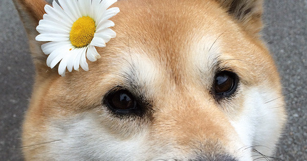 Lovely Muco's Real-Life Counterpart Gets Photo Book - Interest - Anime ...