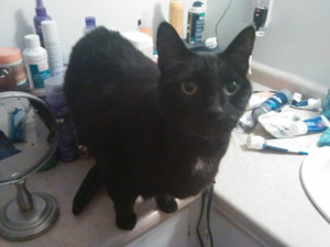 The Masterful Cat Is Depressed Again Today - The Summer 2023 Anime ...